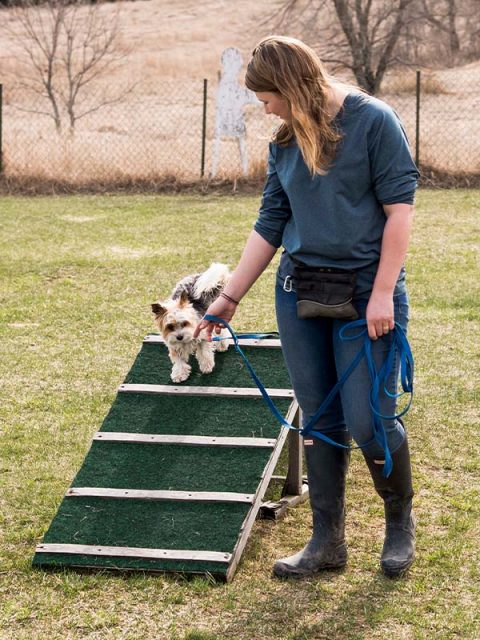 Canine & Puppy Training Facilities | Southern Ontario Dog Training