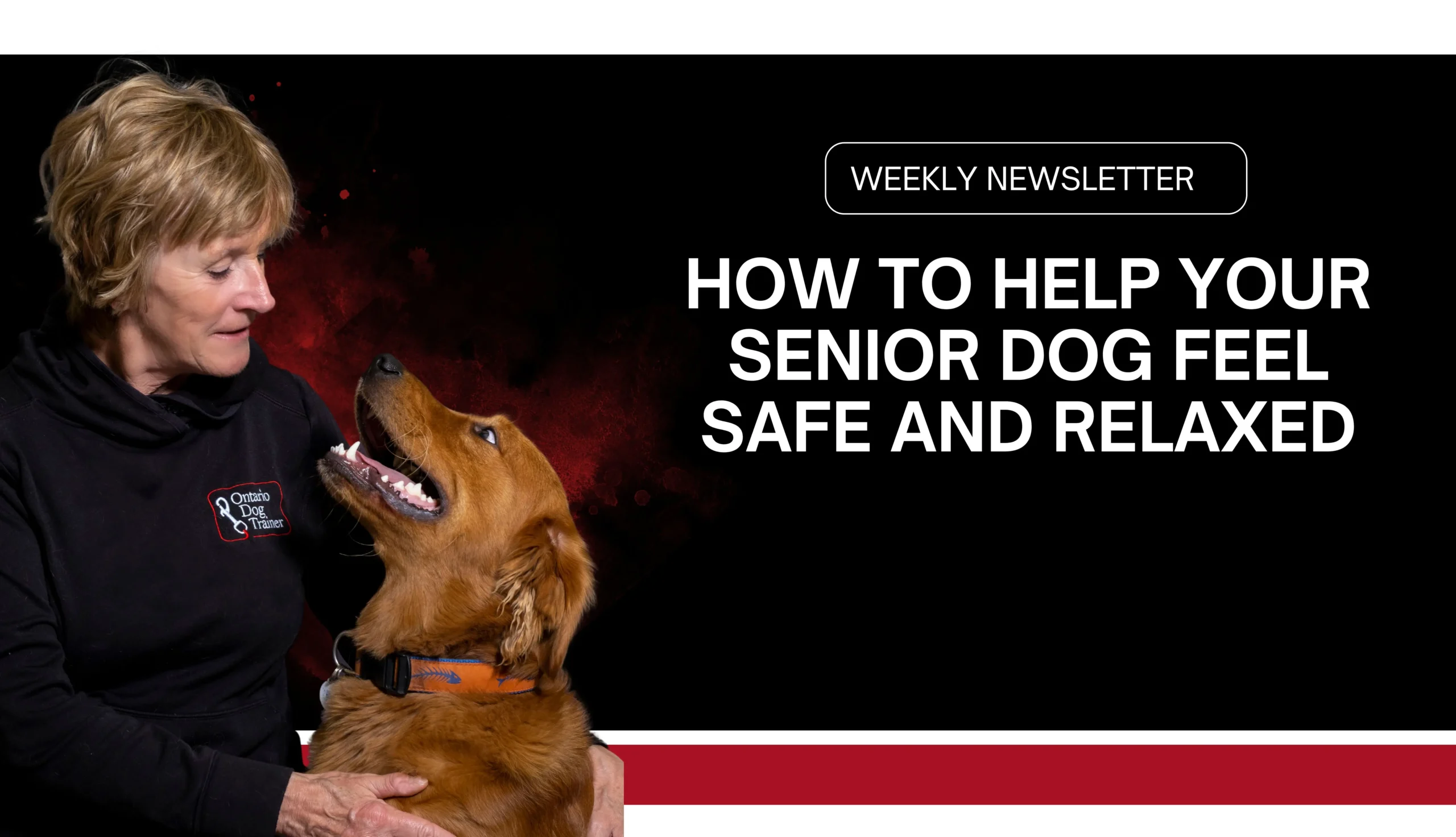 Senior Dog Anxiety—5 Key Steps to Rebuild Confidence on Walks - Ontario ...