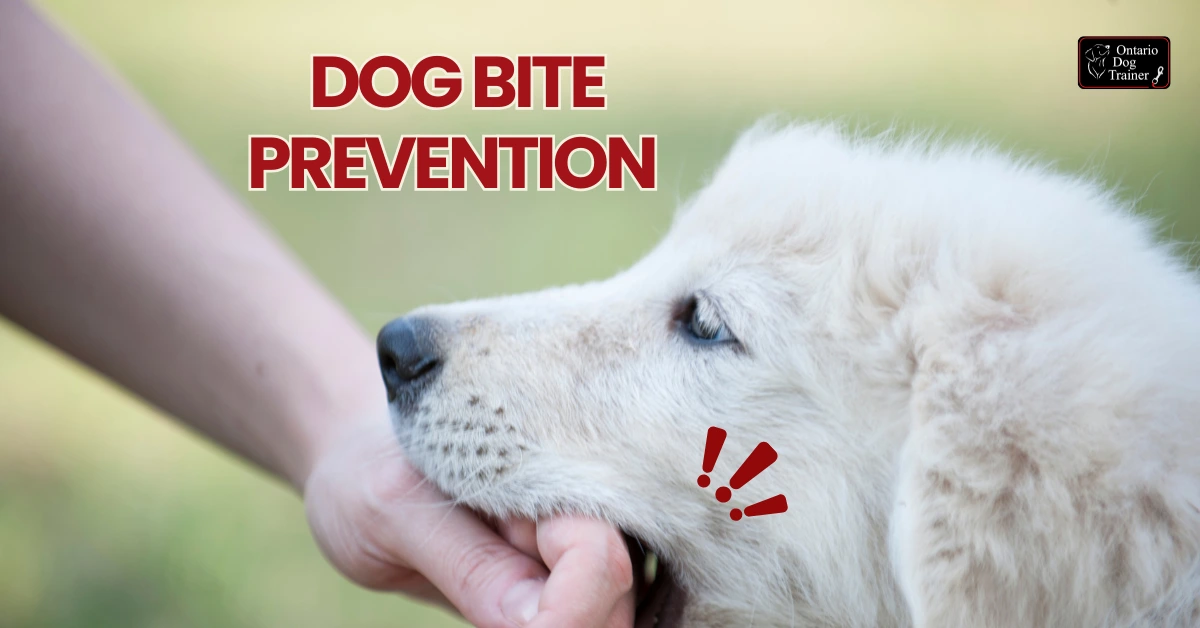 Dog Bite Prevention Starts With You: Real Tips That Actually Work ...