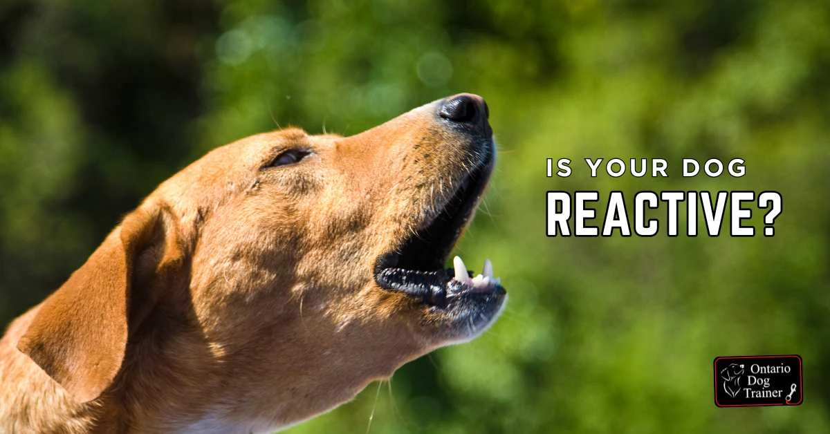 What Is Reactivity in Dog? It’s Not Aggression but It Can Fool You ...