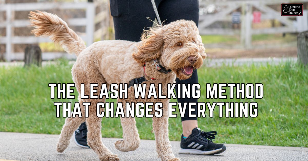 The Leash Walking Method That Changes Everything - Ontario Dog Trainer