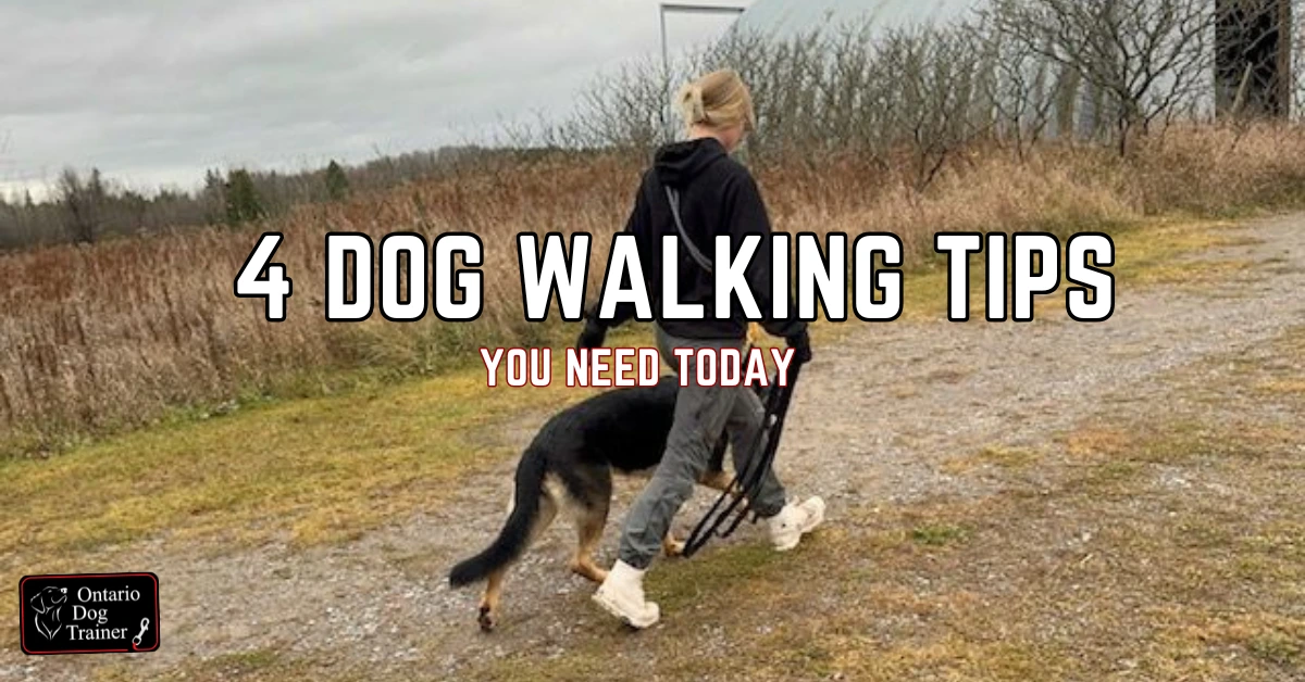 4 Dog Walking Tips Every Frustrated Owner Needs Today - Ontario Dog Trainer