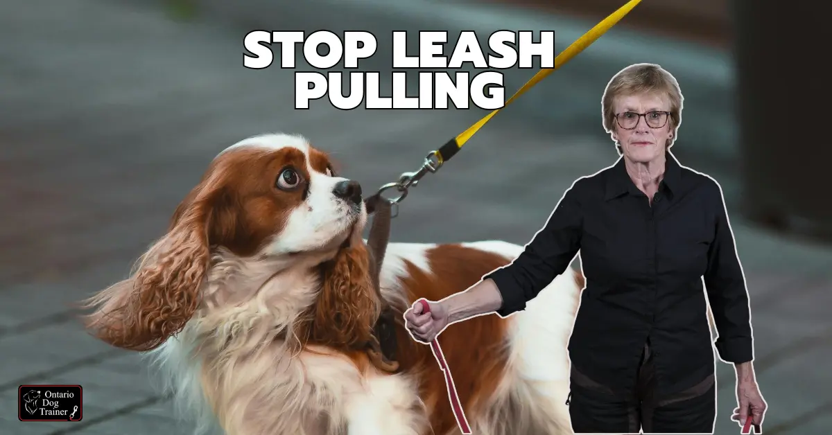 Stop Leash Pulling: How to Finally Enjoy Walks with Your Dog - Ontario ...