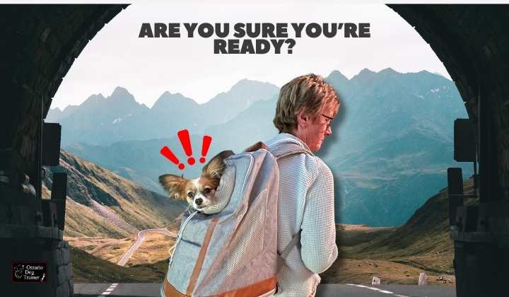 Travelling with Pippy: Getting Road-Ready for an RV Adventure with Your ...